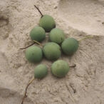 Oil of Tamanu | Medicine Hunter