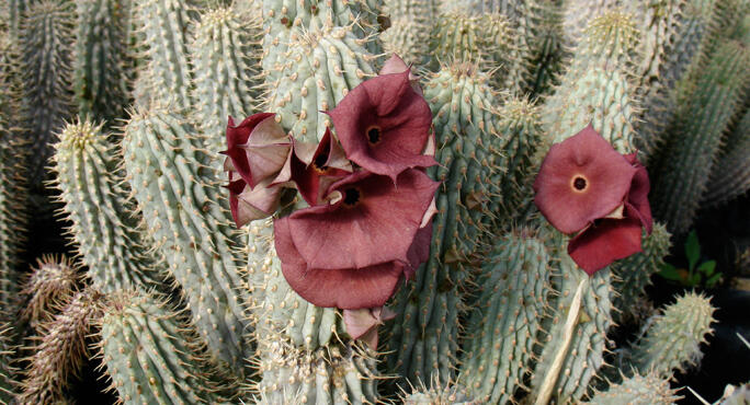 SOUTH AFRICA | Medicine Hunter